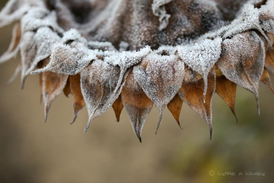First Frost | Shutterbug